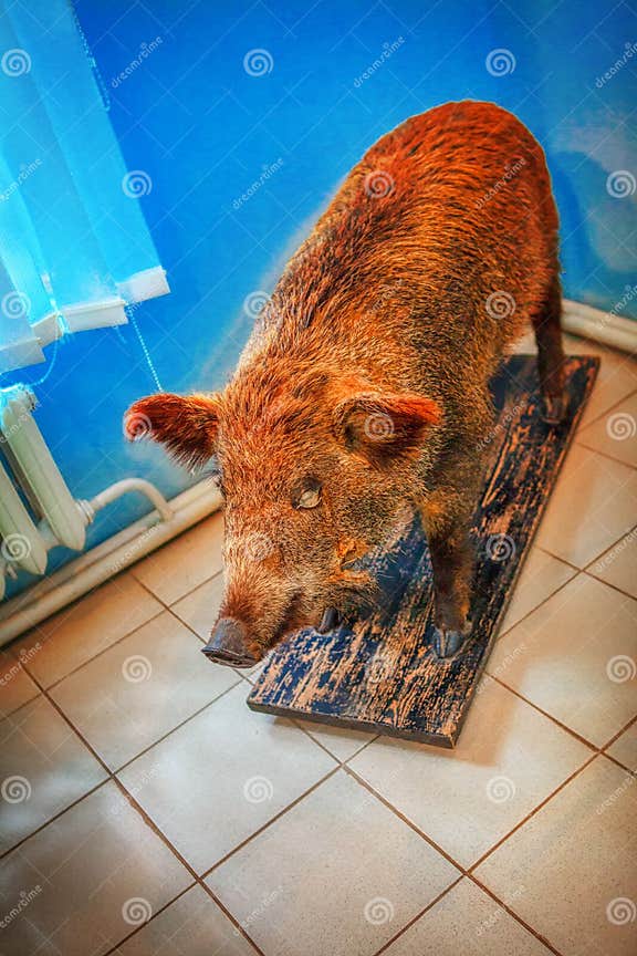 Stuffed boar stock image. Image of trophy, hunting, domestic - 133060101
