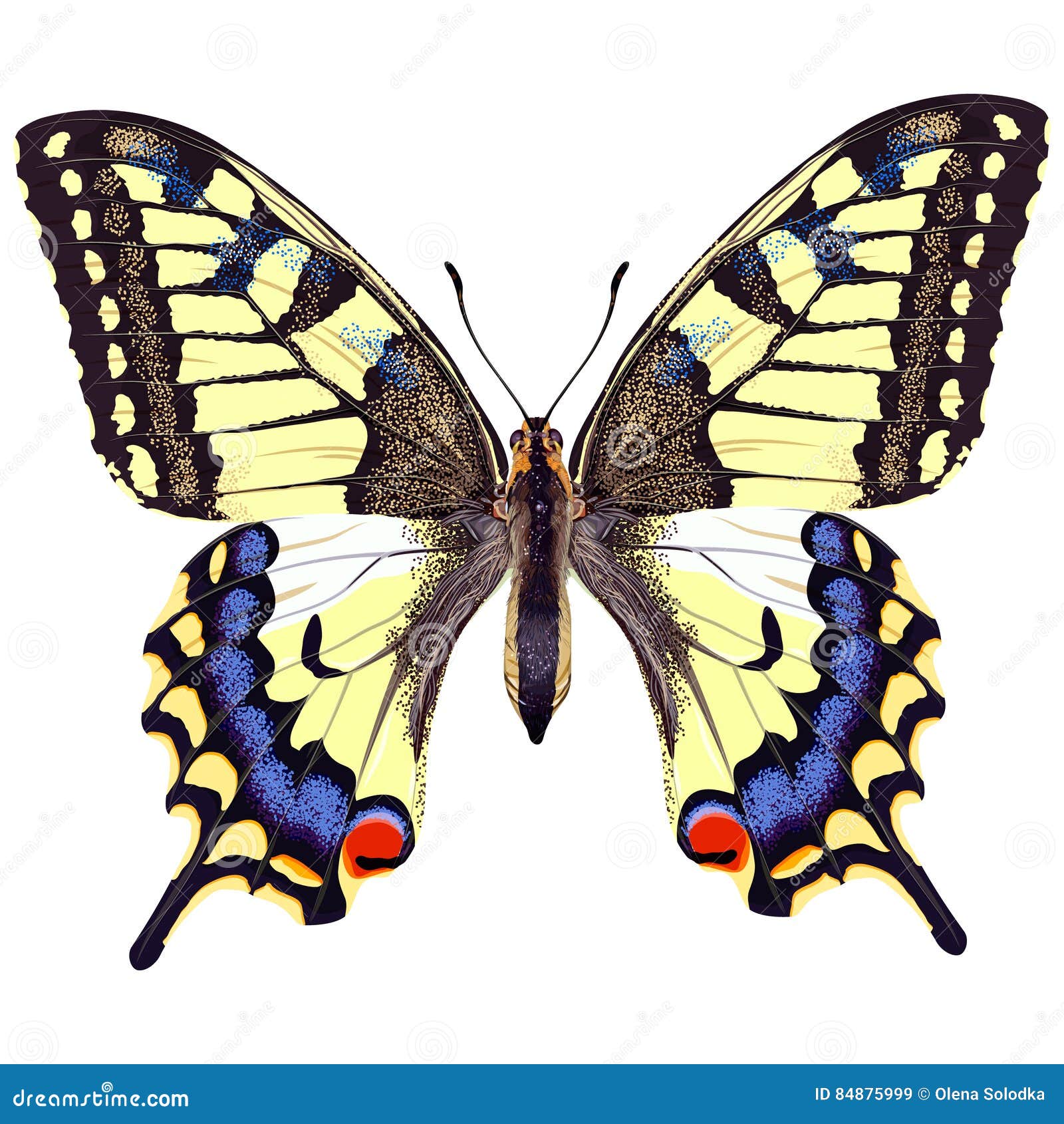 Swallowtail, Butterfly Species Drawn In Vintage Detailed Style. Papilio ...
