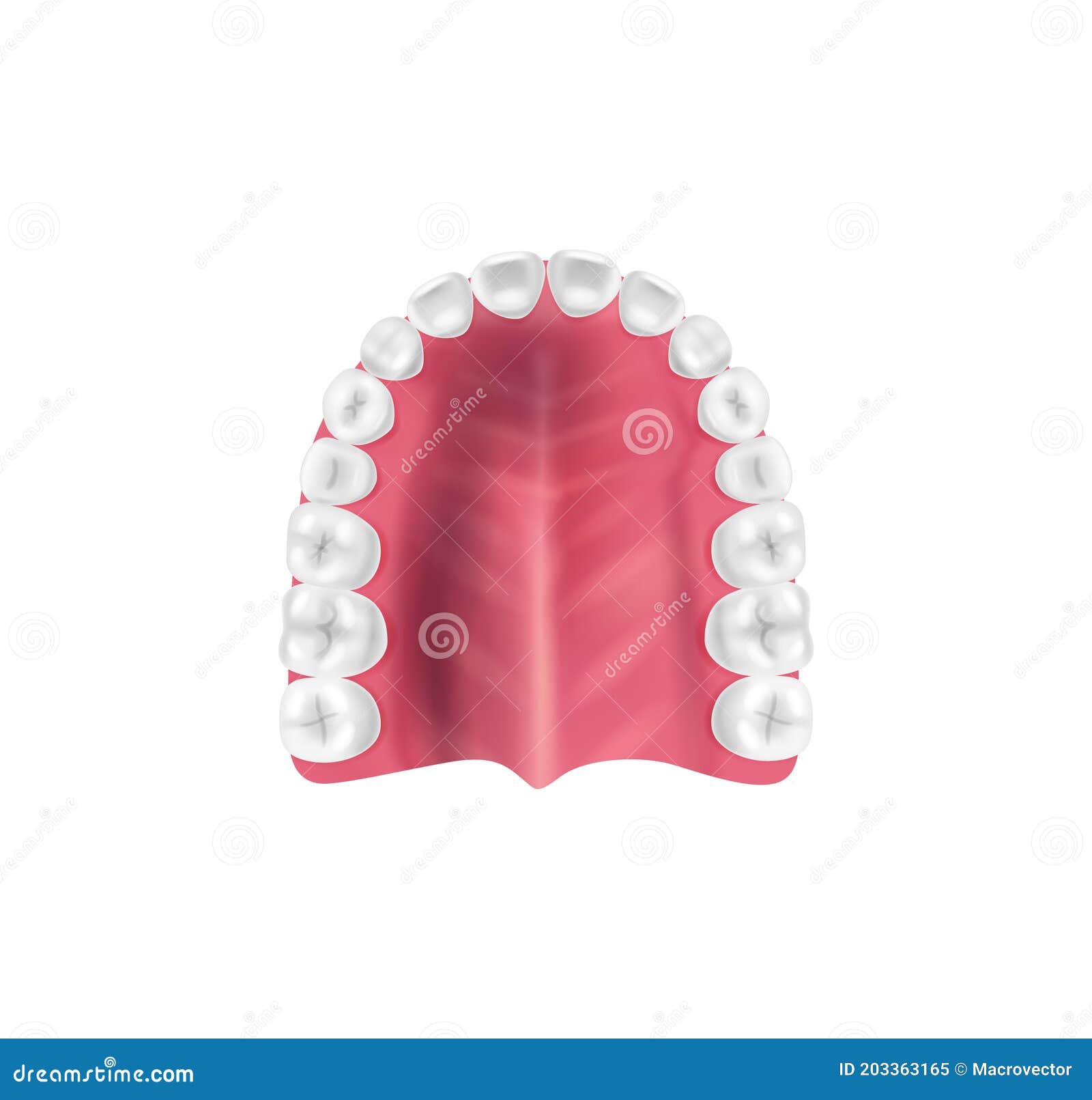 Lower Jaw Bone Composition stock vector. Illustration of mouth - 203363165