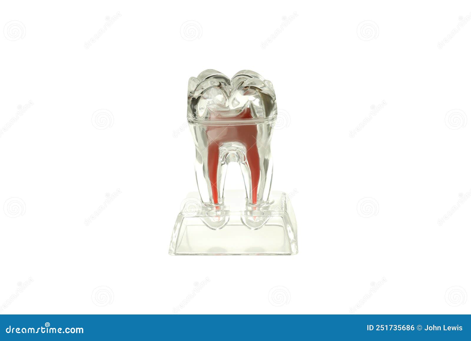 Realistic Tooth Model Isolated on White Background Stock Photo - Image ...