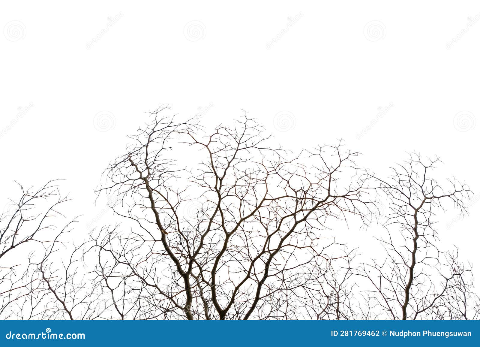 Realistic Tree Branches Isolated on White Background Stock Photo ...