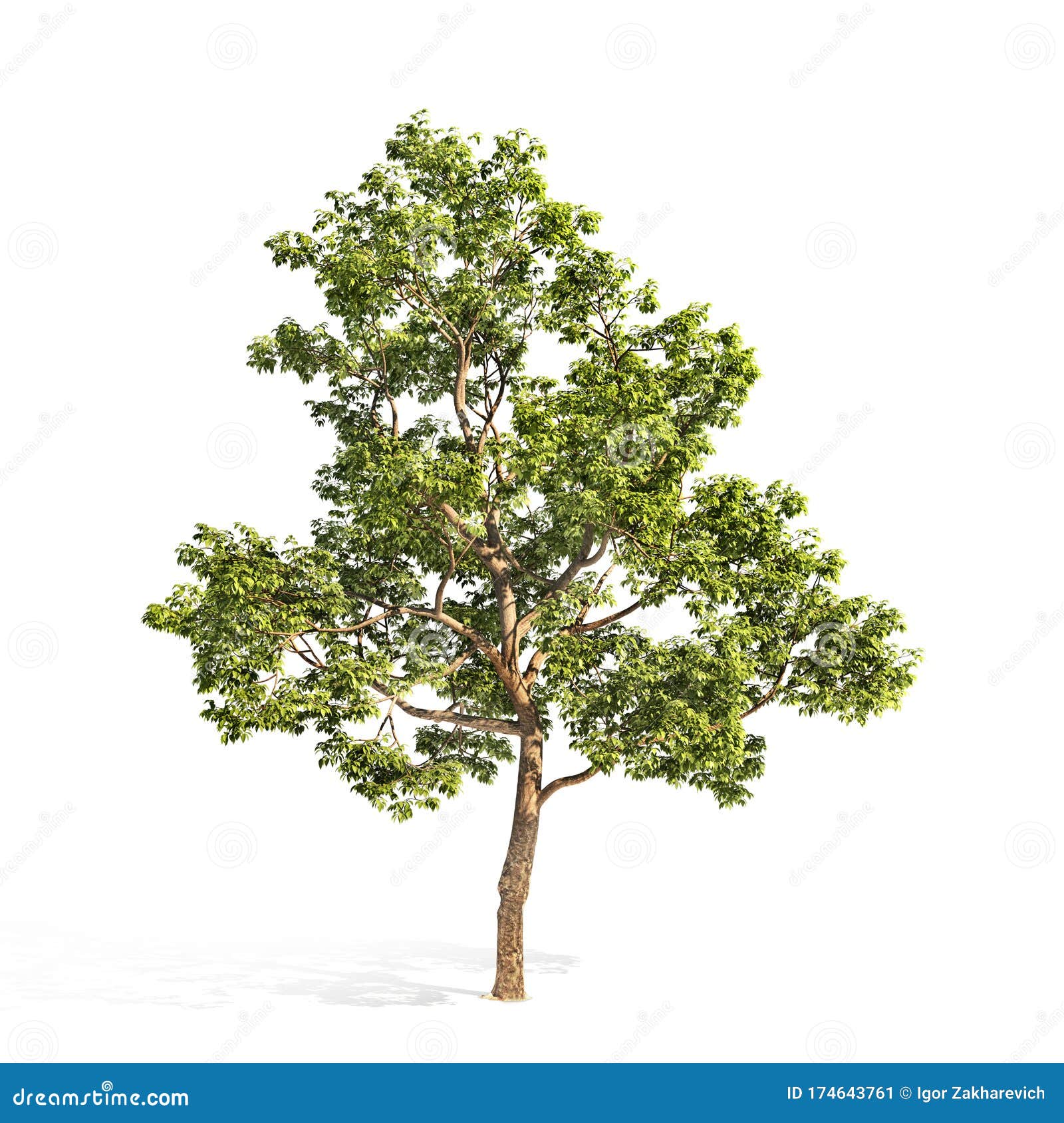 Realistic Yew Tree Illustration On White Background Royalty-Free ...