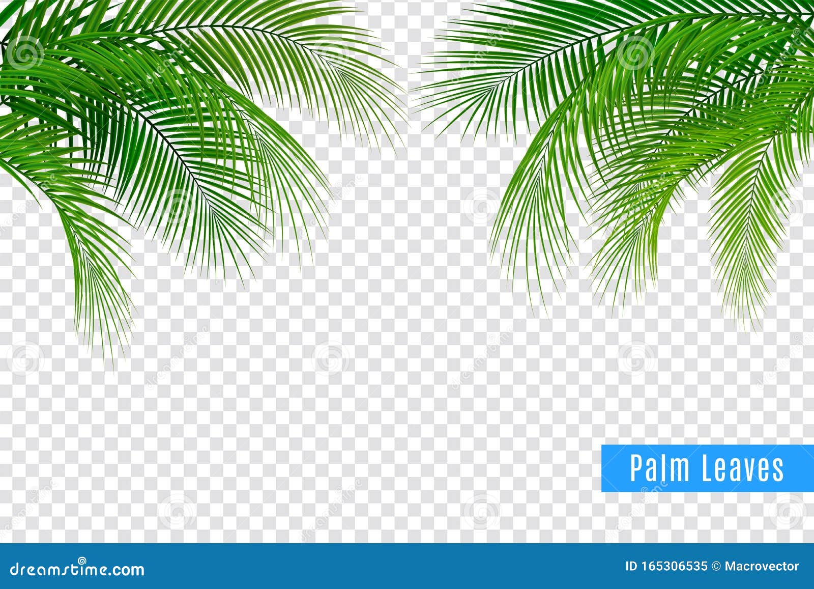 Realistic Tropical Leaves Frame Stock Vector - Illustration of jungle ...