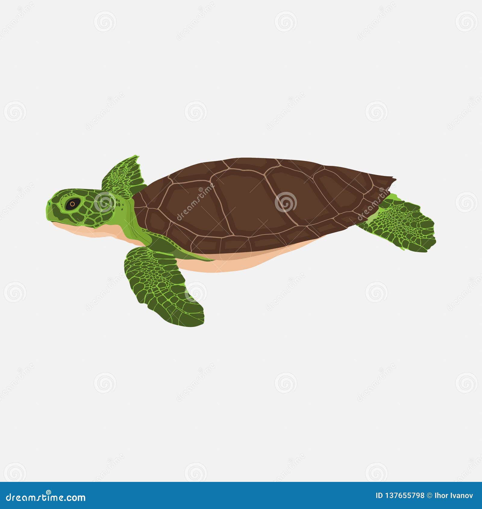 Realistic Turtle, Ocean Turtle, Flat Design Stock Illustration ...