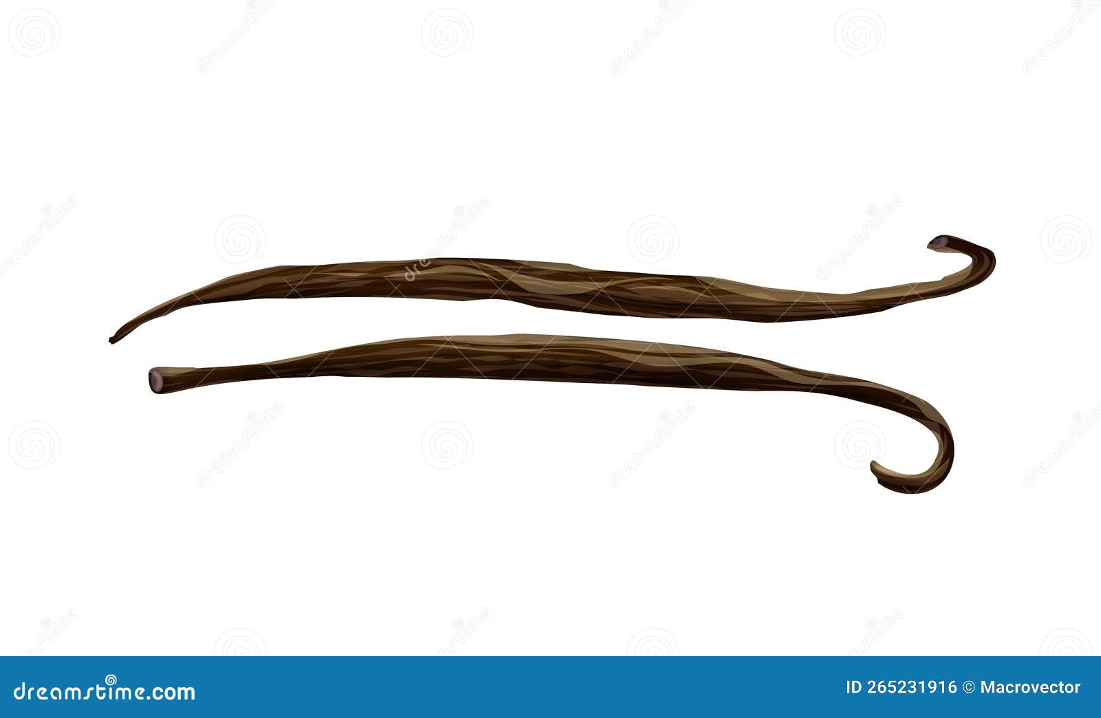 Realistic Vanilla Beans stock vector. Illustration of bean - 265231916