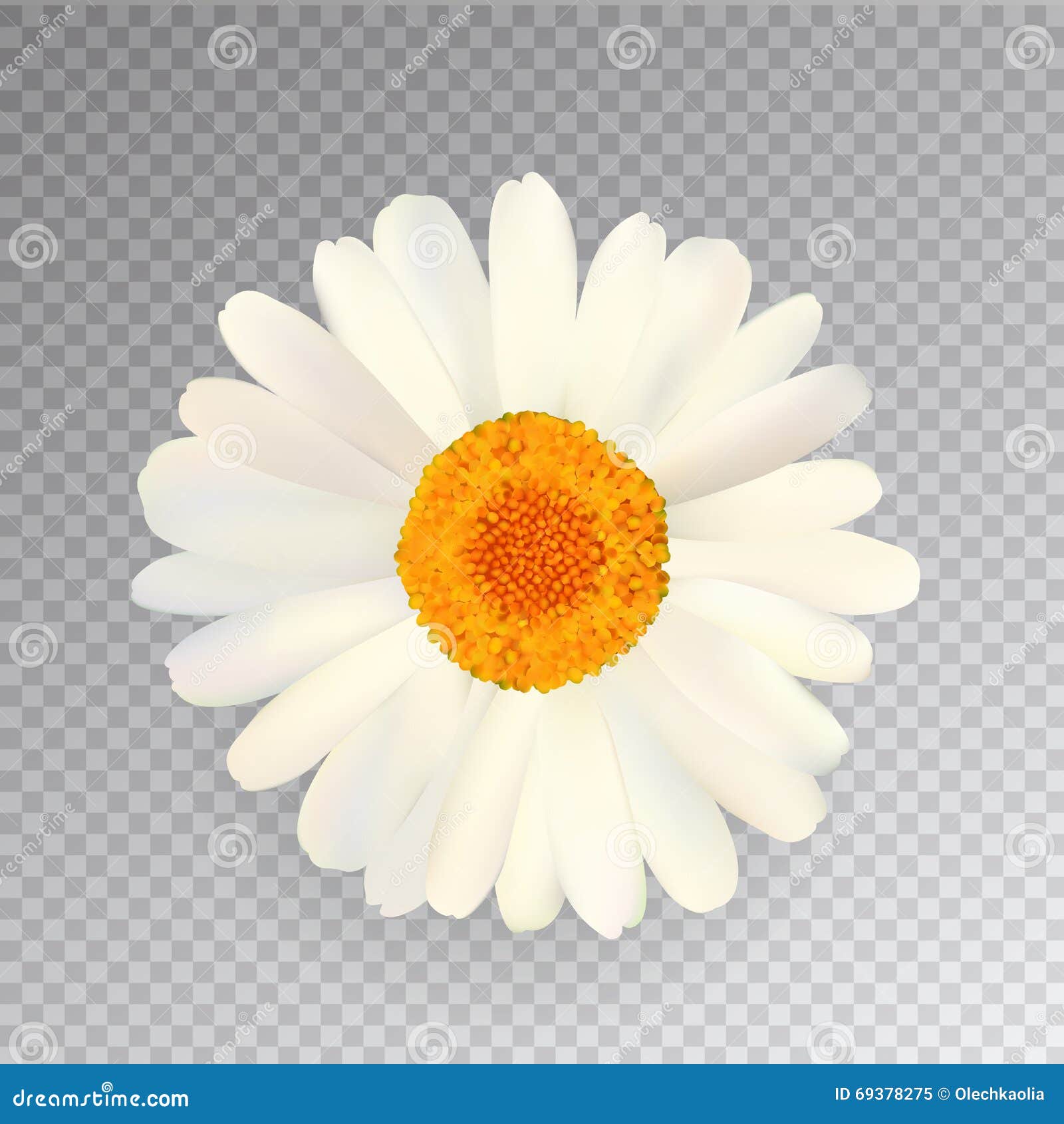 Realistic Vector Chamomile Icon. Transparent Background Stock Vector ...
