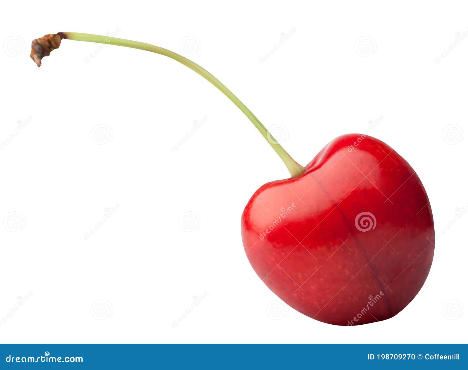 Realistic Vector Cherry Isolated Stock Illustration - Illustration of ...