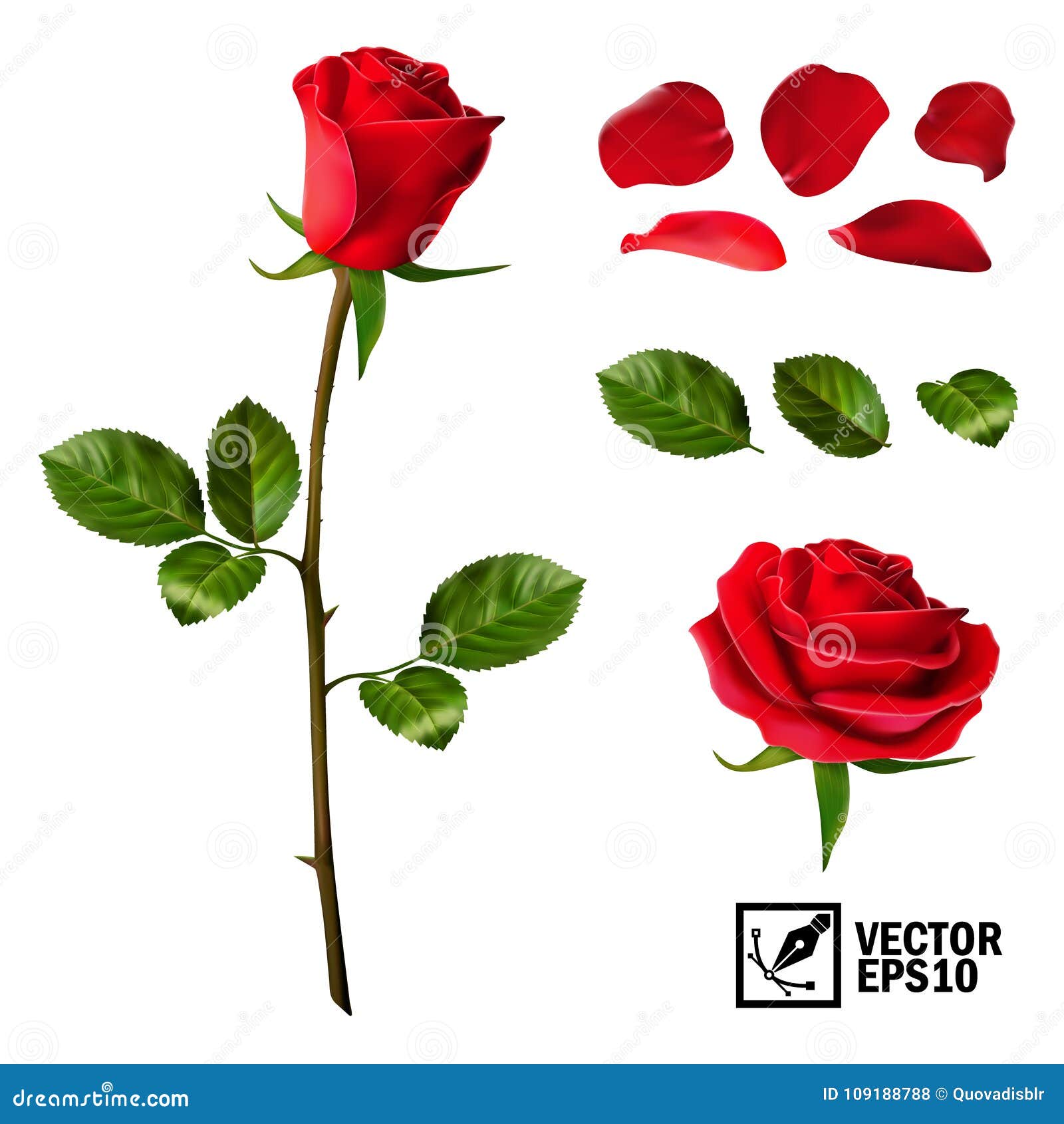 Realistic Vector Elements Set of Red Roses Petals, Leaves, Bud and an ...