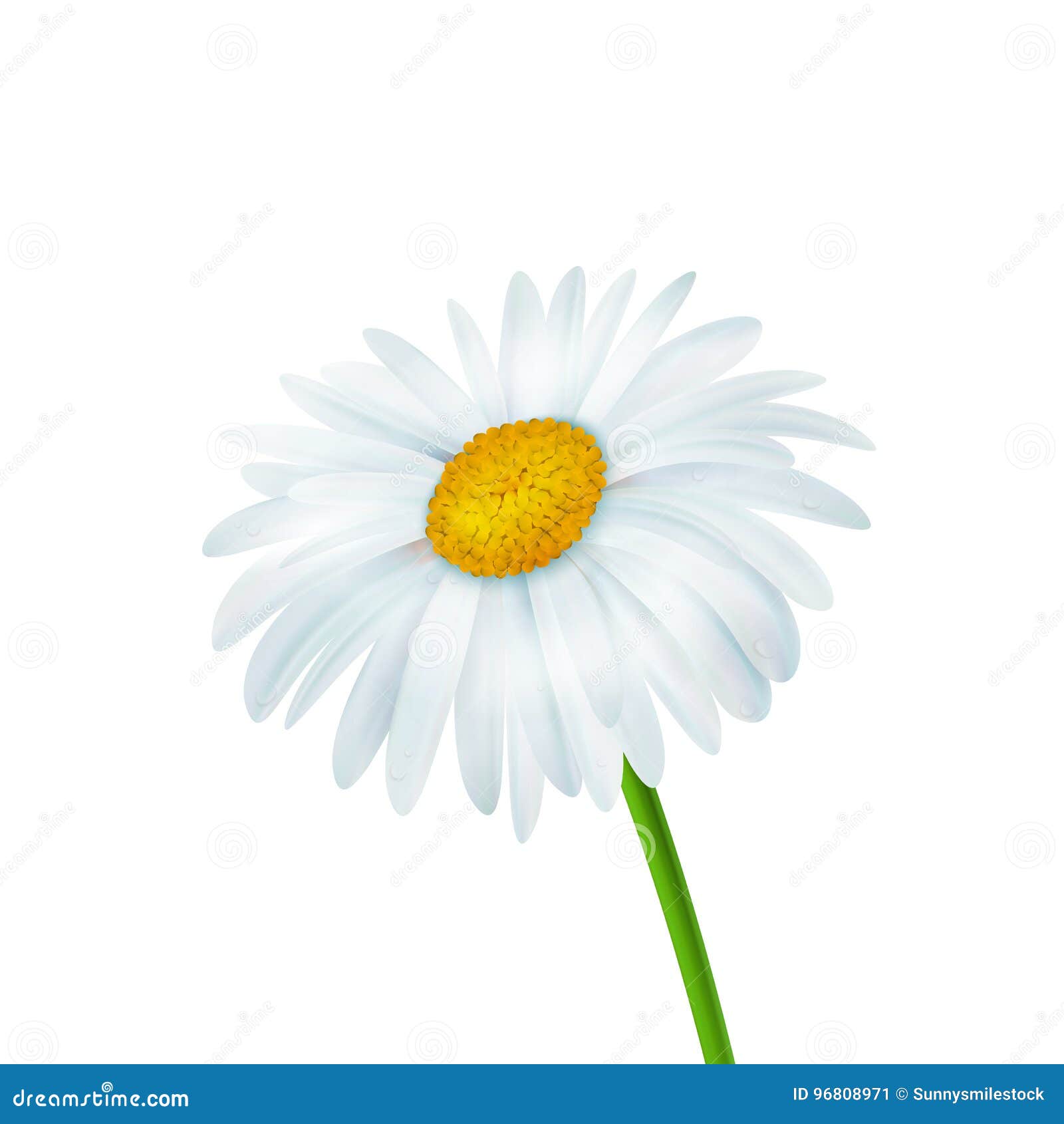 Realistic vector flower stock vector. Illustration of green - 96808971