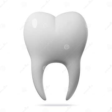 Realistic Vector Human Tooth, Close-Up, Front View Stock Vector ...