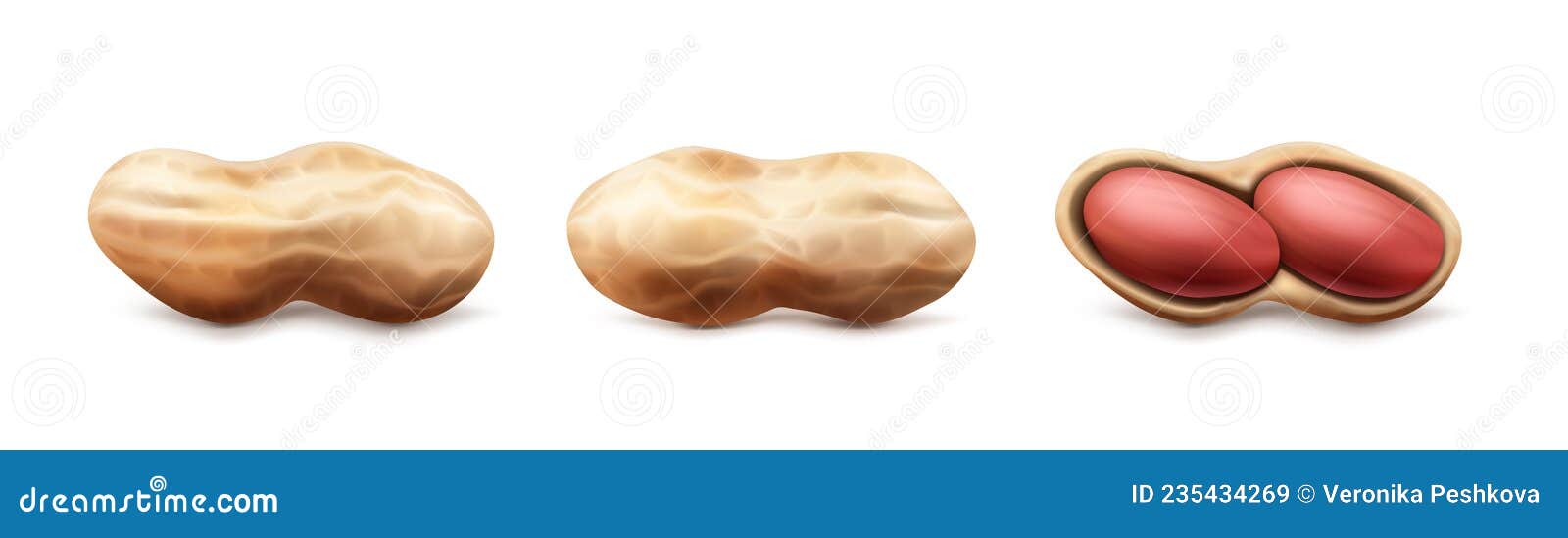 Realistic Vector Icon. Peanuts Set in the Shell and Half Shell with ...