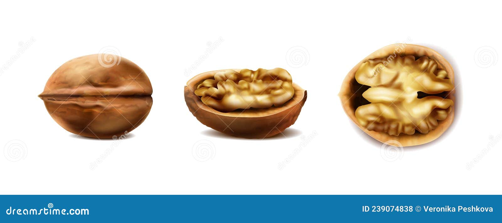 3d Realistic Vector Icon. Walnuts in the Shell in Different Shapes ...