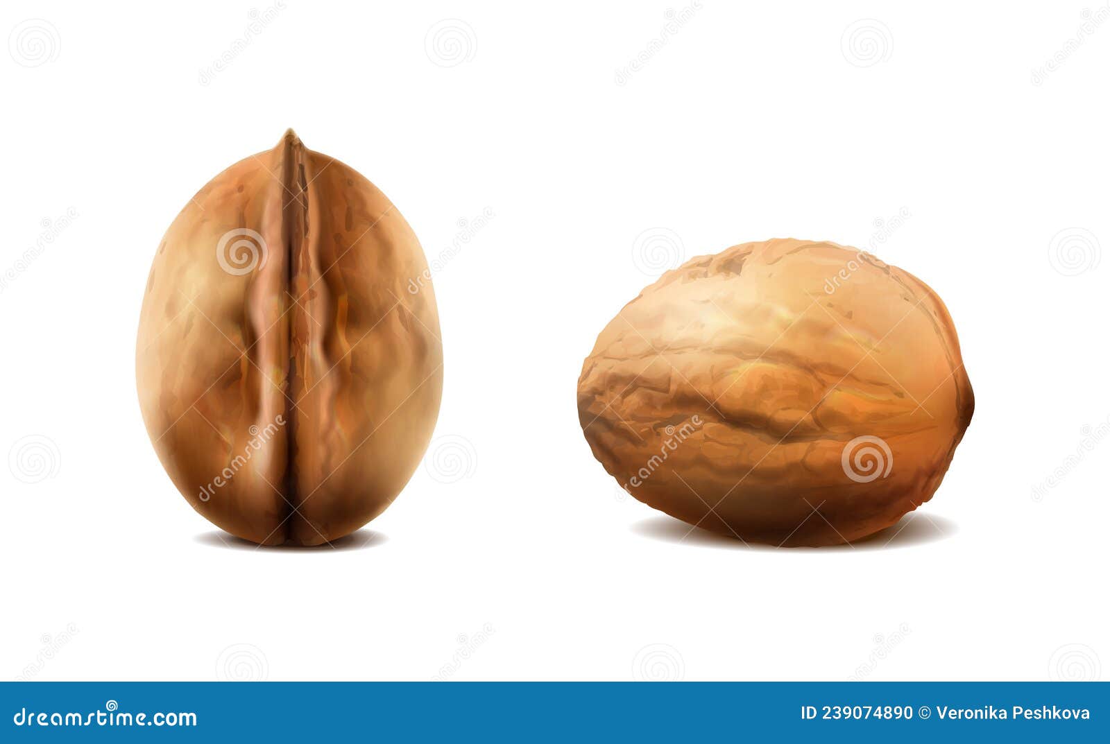 3d Realistic Vector Icon. Walnuts in the Shell in Different Shapes ...