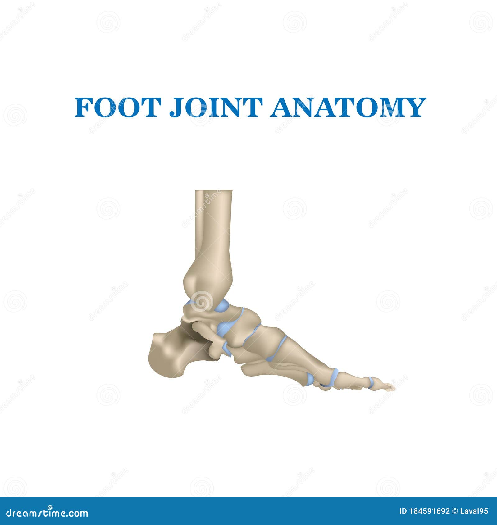 Foot Side View Vector Linear Icon Isolated On Transparent Background ...