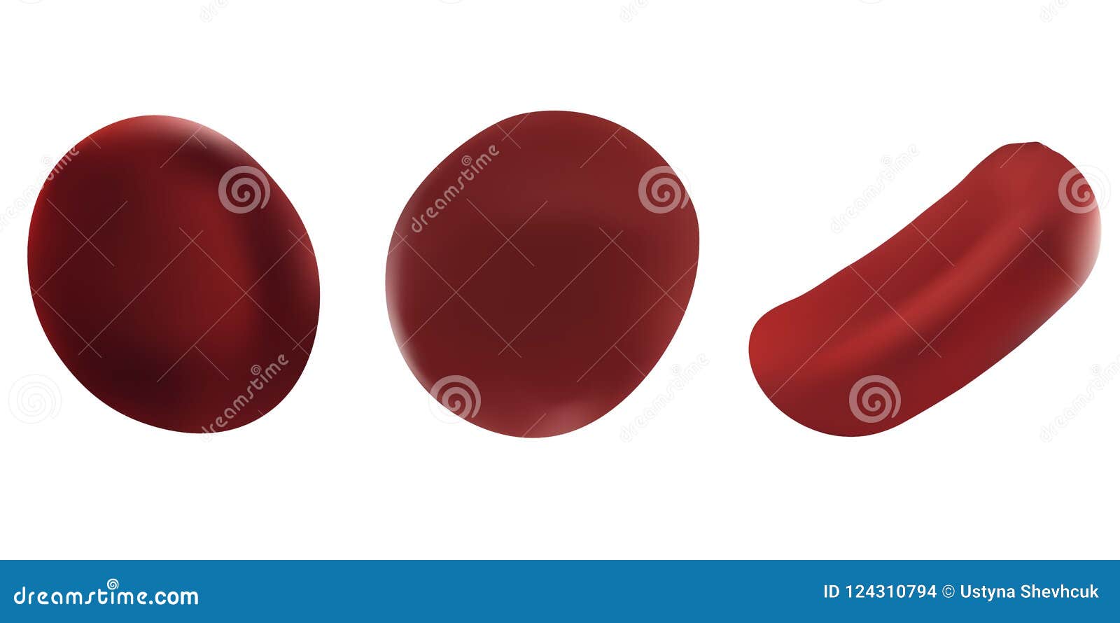 Realistic Vector Illustrations Set Red Blood Cell. Scientific Concept ...