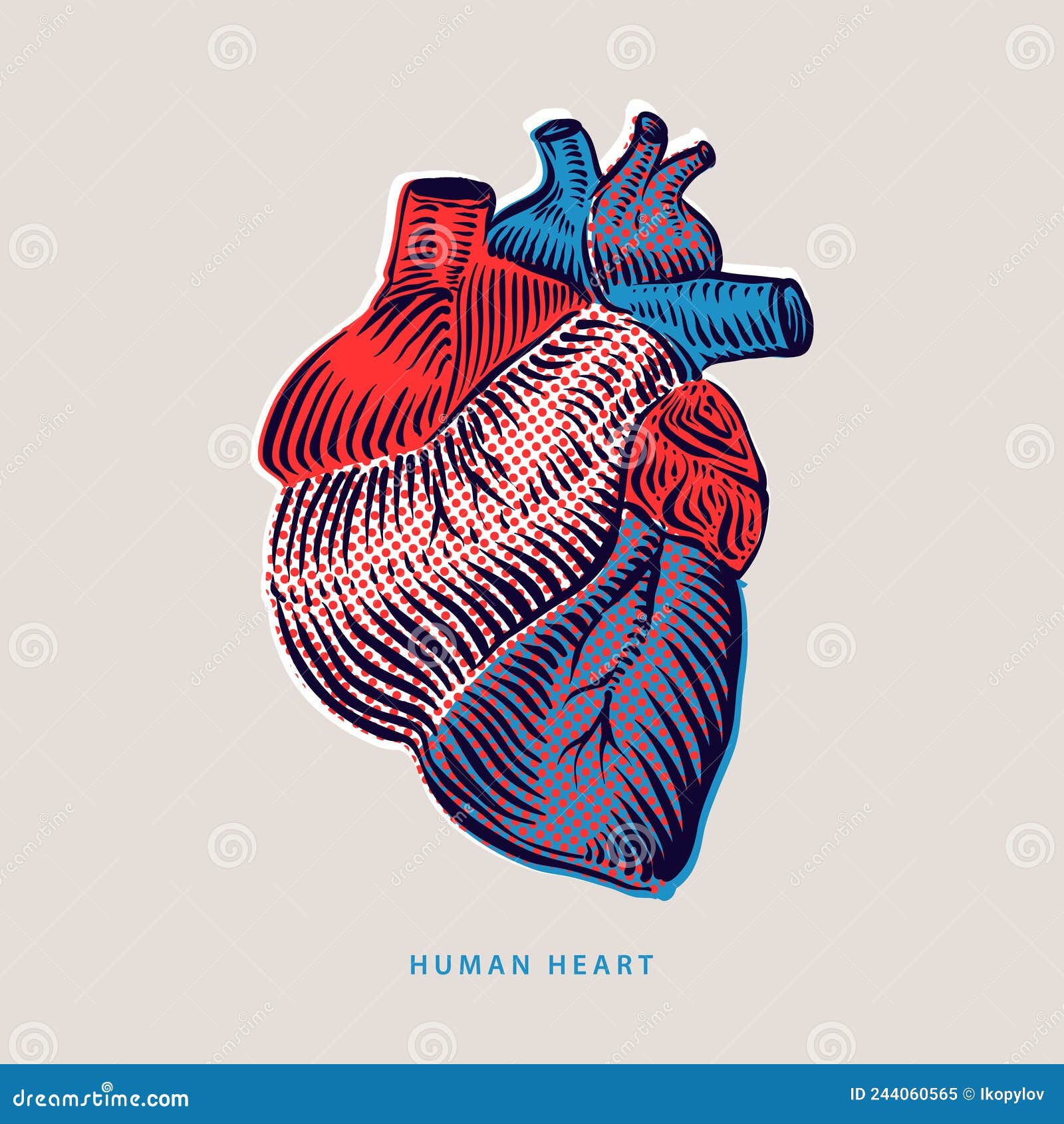 Realistic Vector Isolated Human Heart. Anatomically Correct Heart with ...