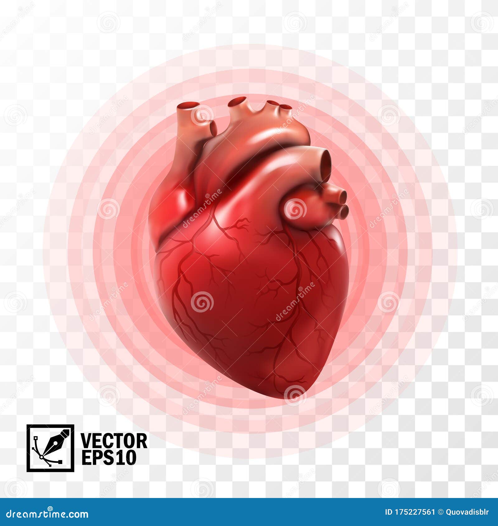 Human Heart Illustration. Anatomically Correct Heart With Cross-section ...
