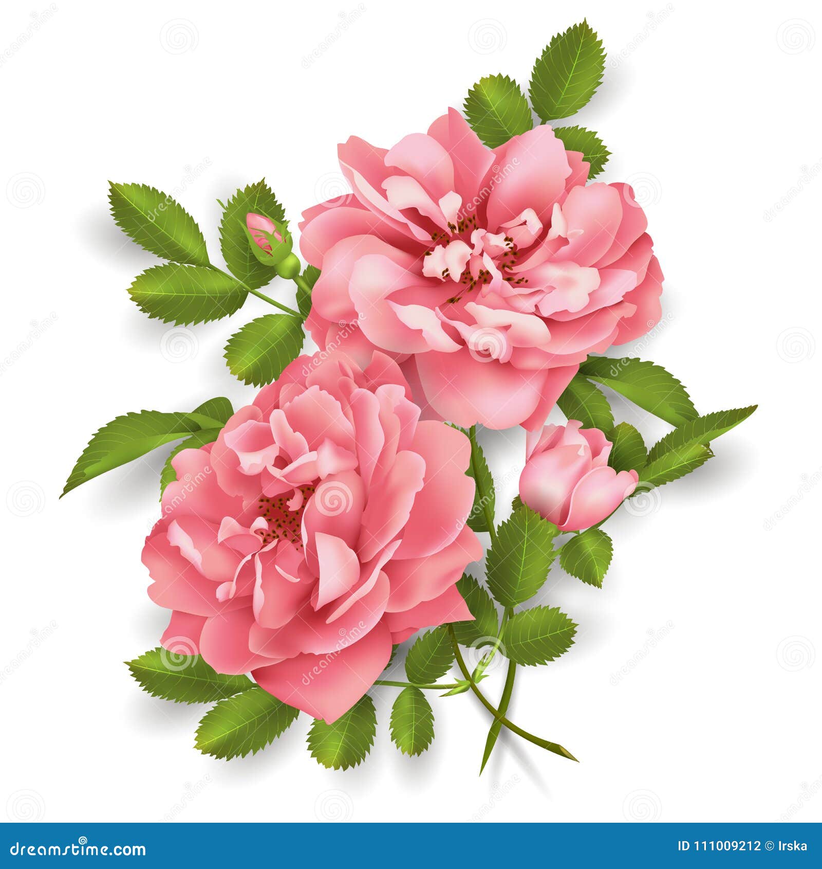 Realistic Vector Pink Rose. 3d Roses Stock Vector - Illustration of ...