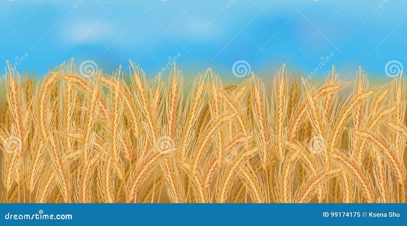 Horizontal Seamless Rye Field with the Blue Sky Stock Vector ...