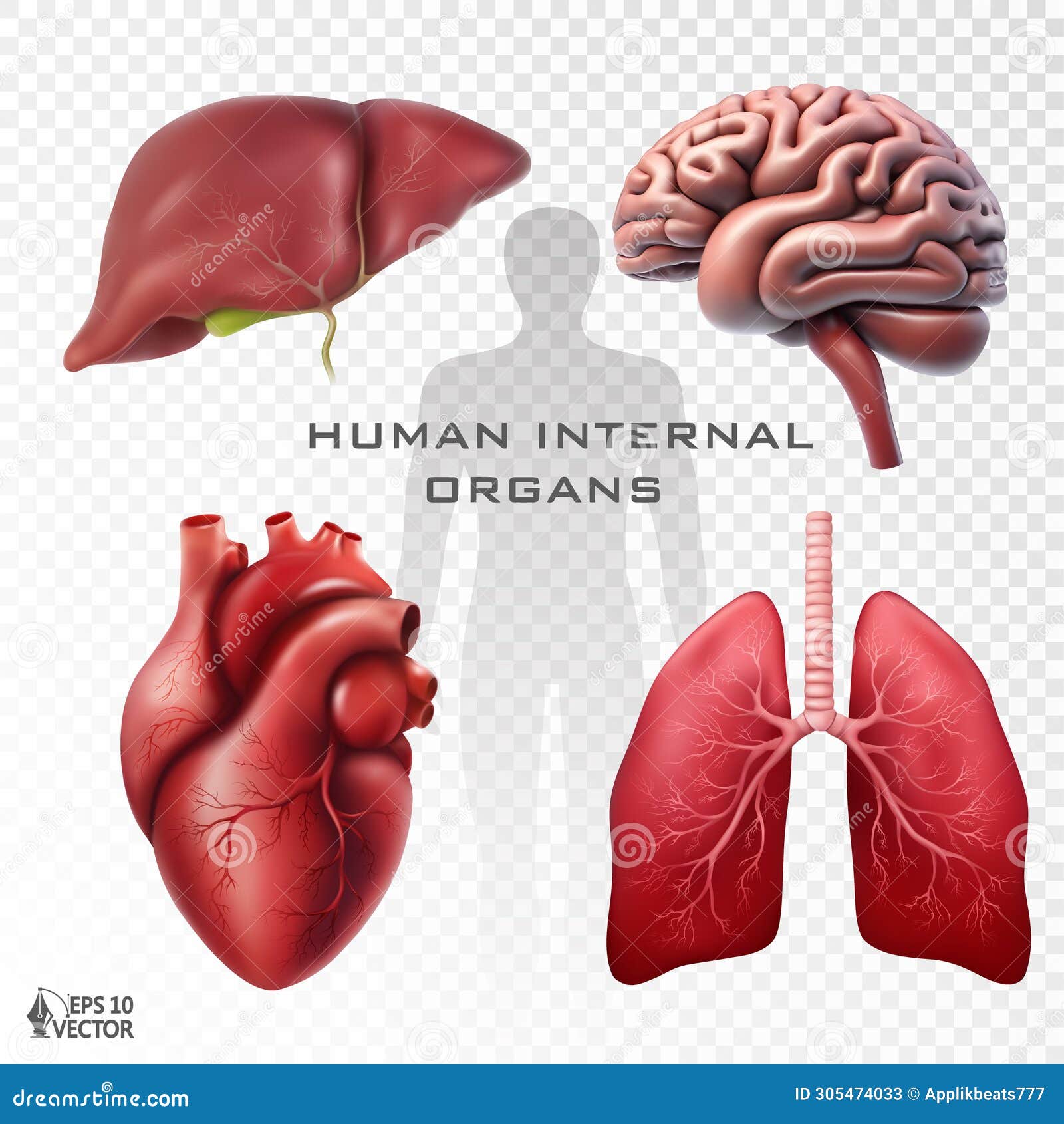 Realistic Vector Set of Human Internal Organs. Anatomically Correct ...