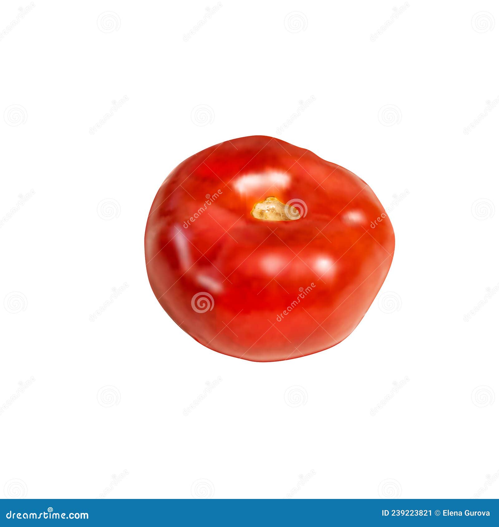 Realistic Vector Tomato without Leaves on White Background Stock Vector ...