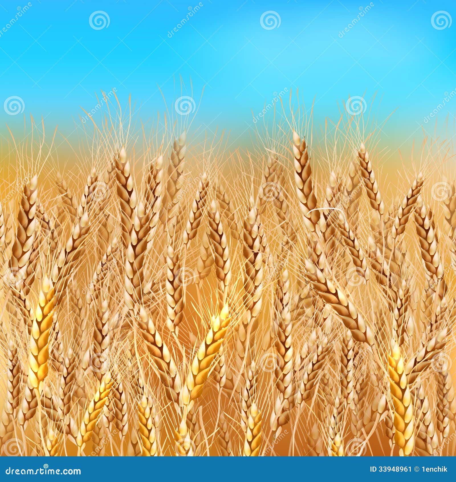 Realistic Vector Wheat Field Stock Vector - Illustration of growth ...