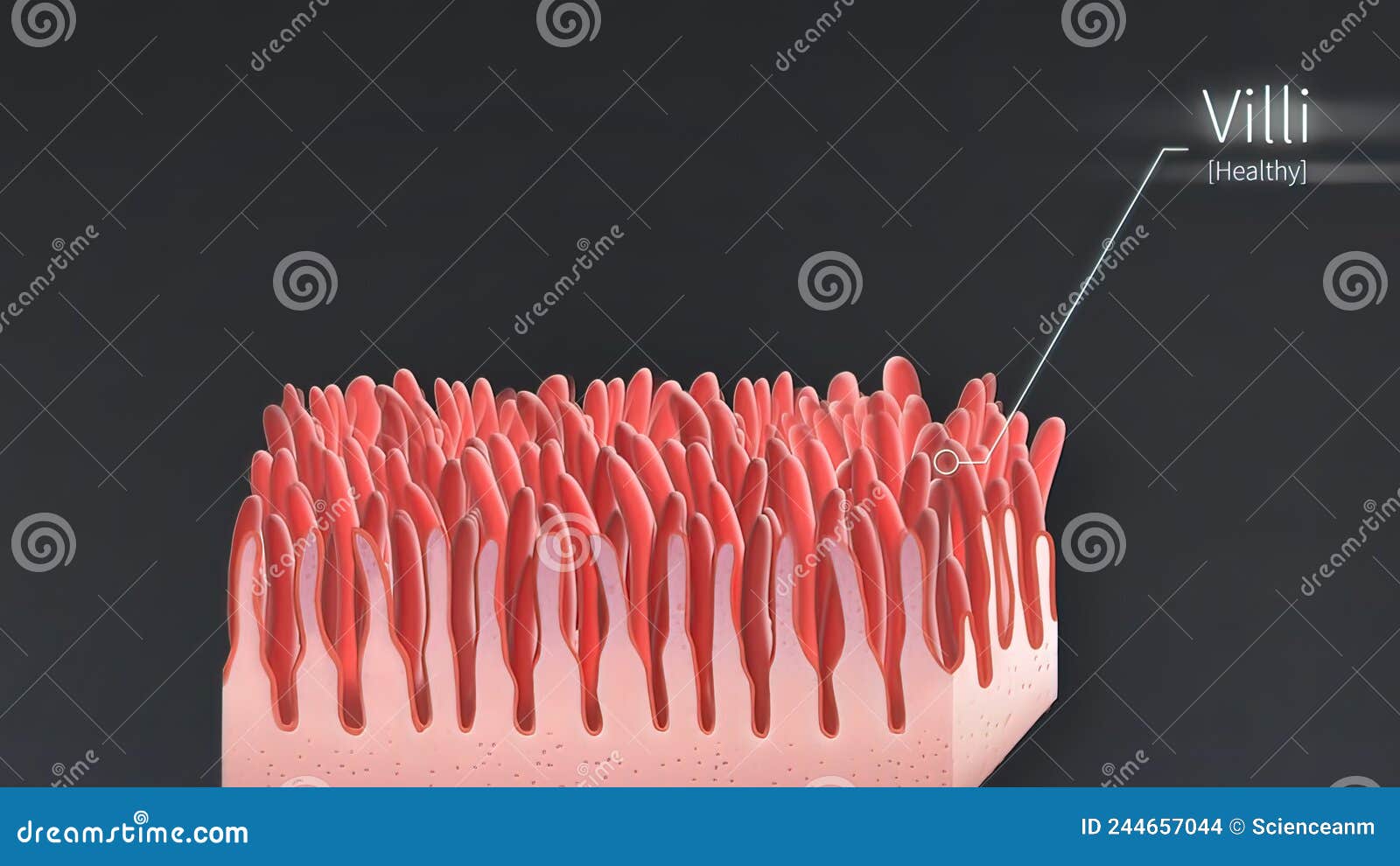Realistic Villi Inside the Intestines Under the Microscope Stock ...