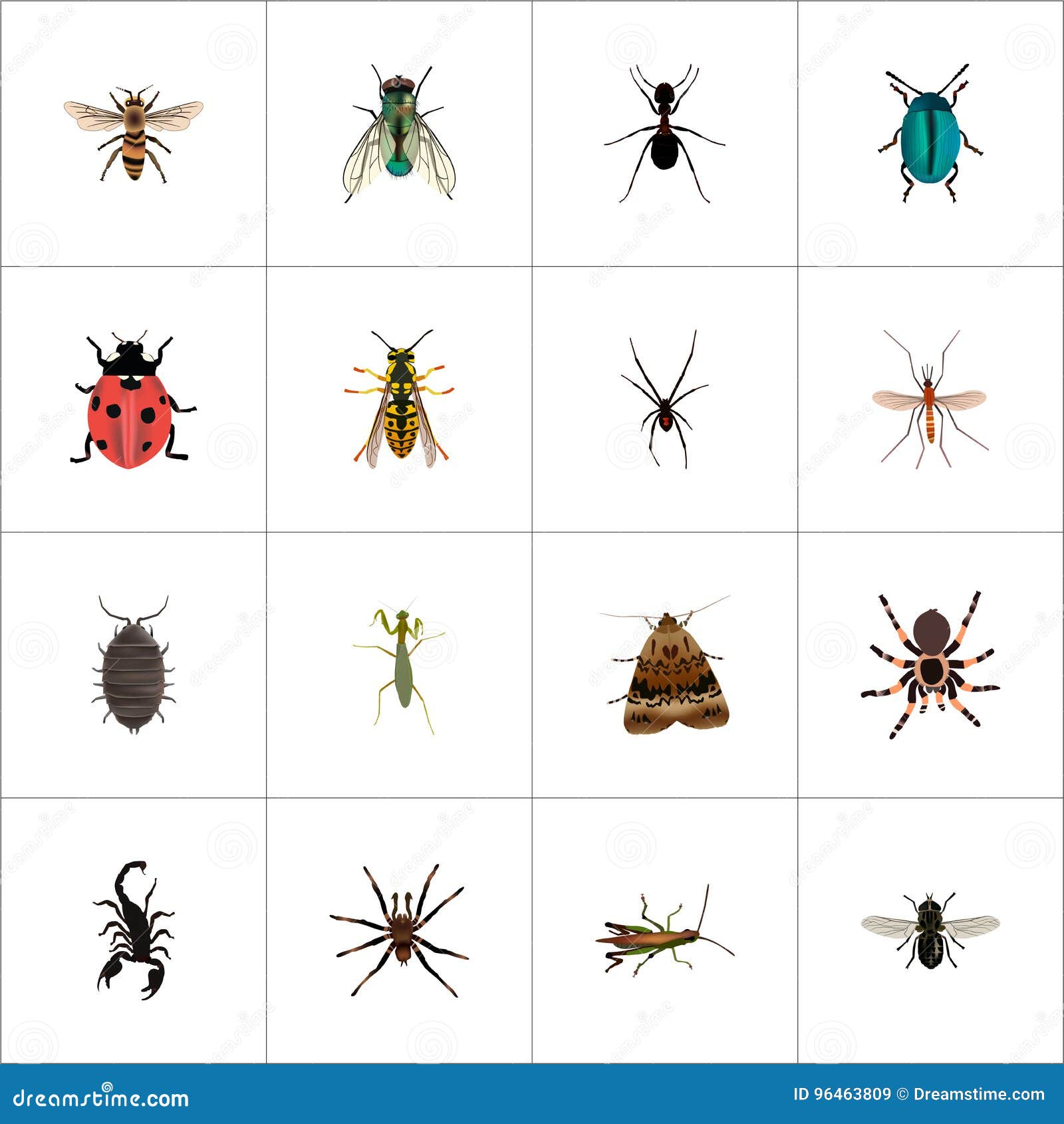 Realistic Dor, Midge, Butterfly And Other Vector Elements. Set Of ...