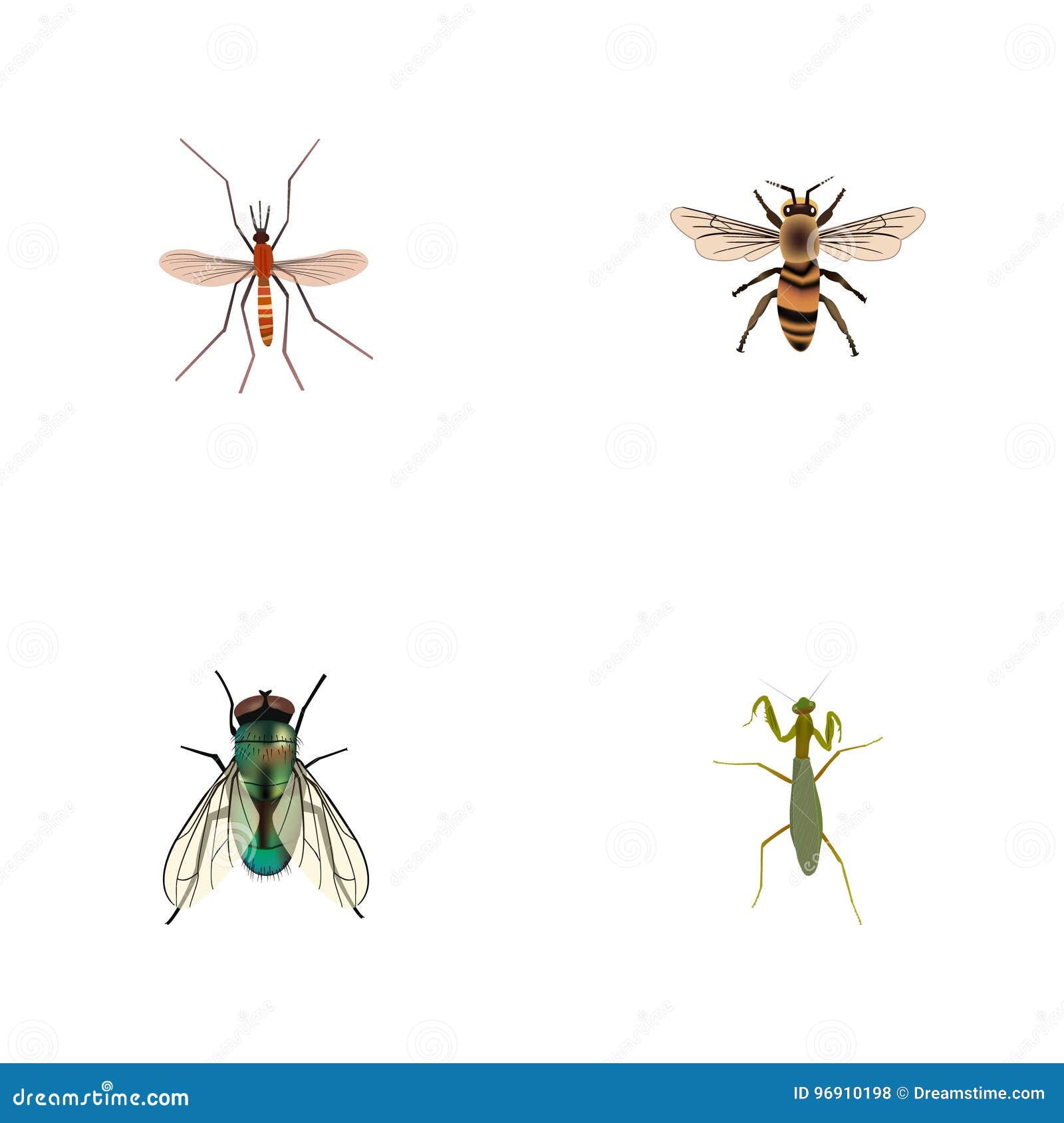 Realistic Dor, Wasp, Tarantula And Other Vector Elements. Set Of Bug ...