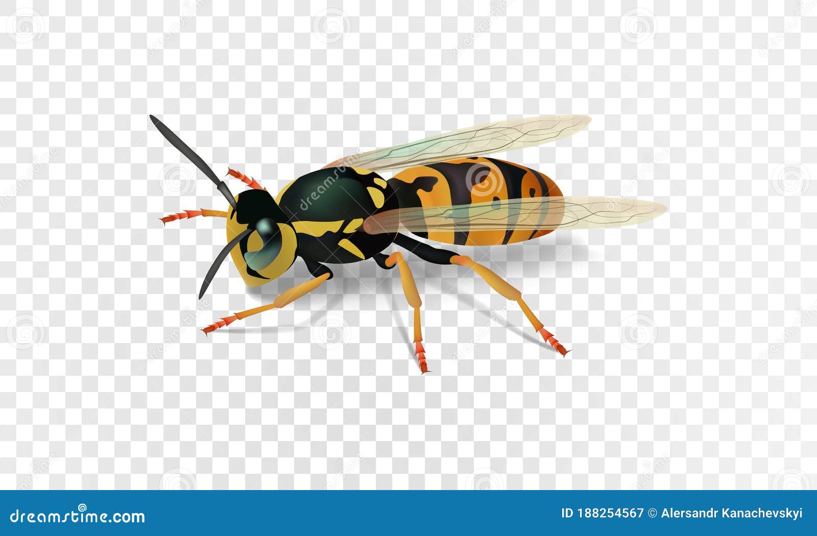 Realistic Wasp. Vector Illustration Eps10 Stock Illustration ...