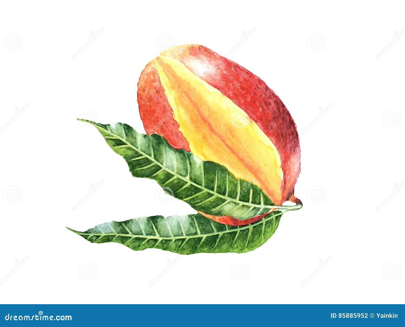Realistic Watercolor Fruit Mango Stock Photo - Illustration of ...