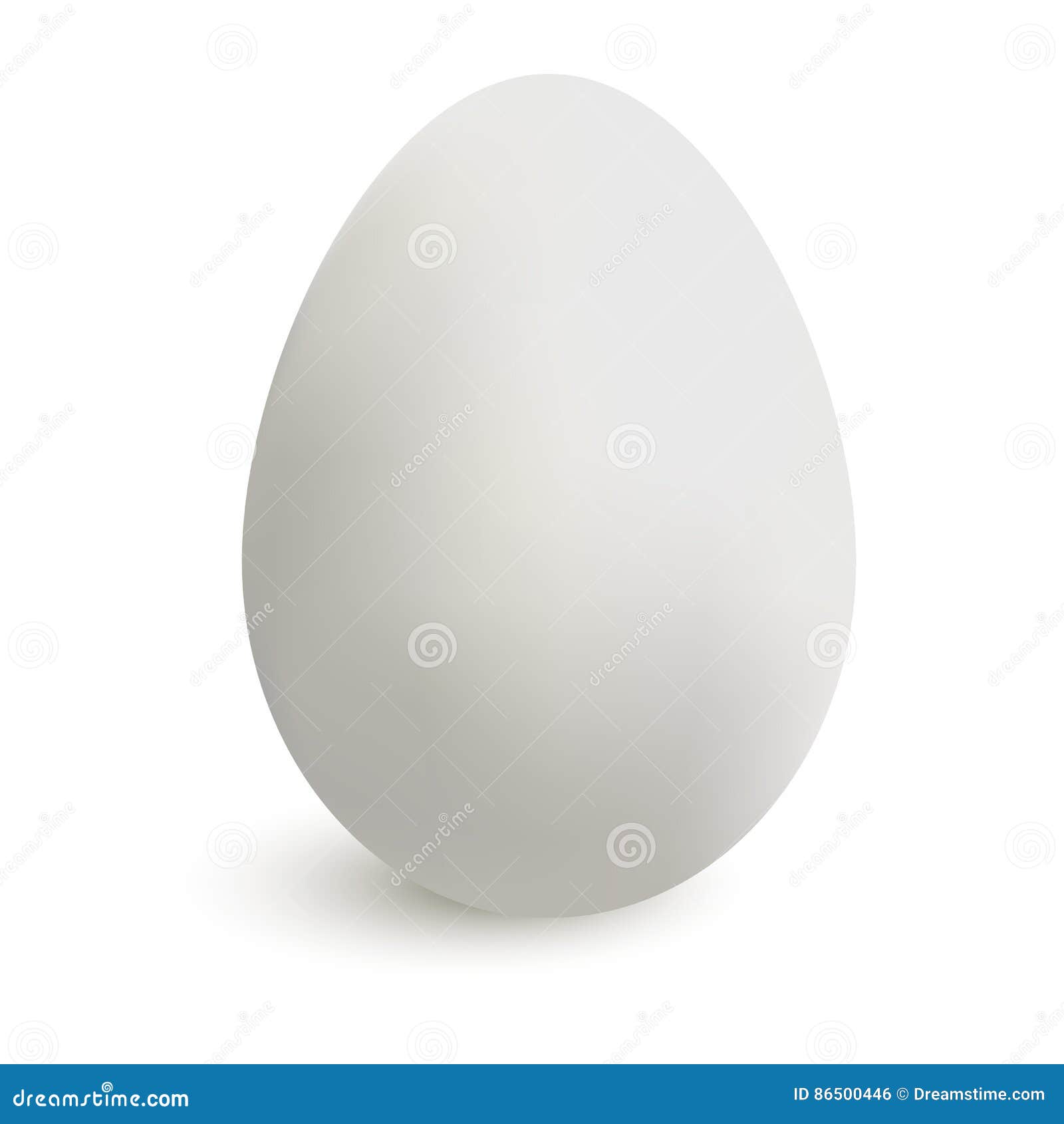 Realistic White Chicken Egg with Shadow.Vector Illustration. Stock ...