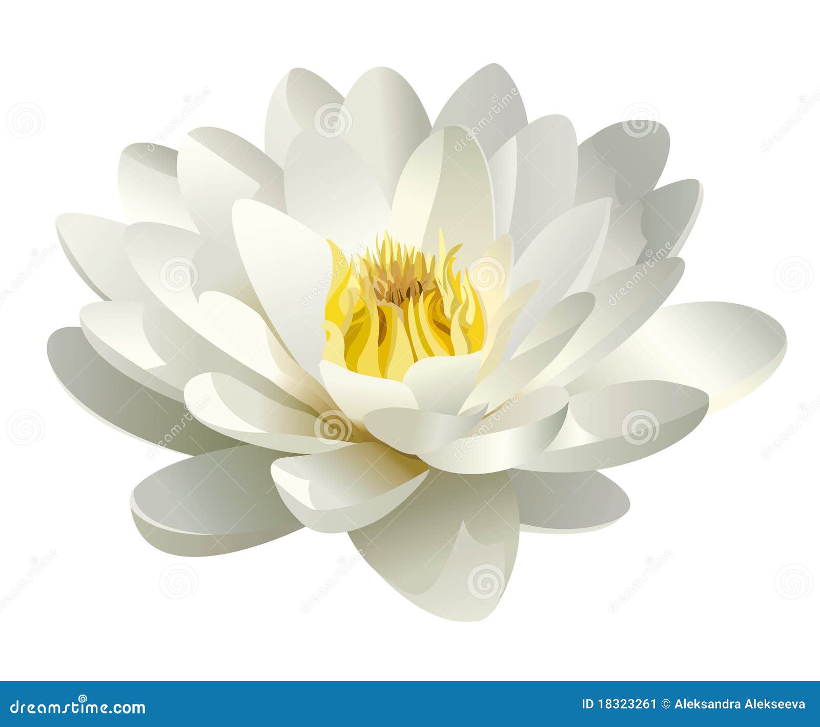 Realistic White Water Lily Vector Stock Vector - Illustration of beauty ...