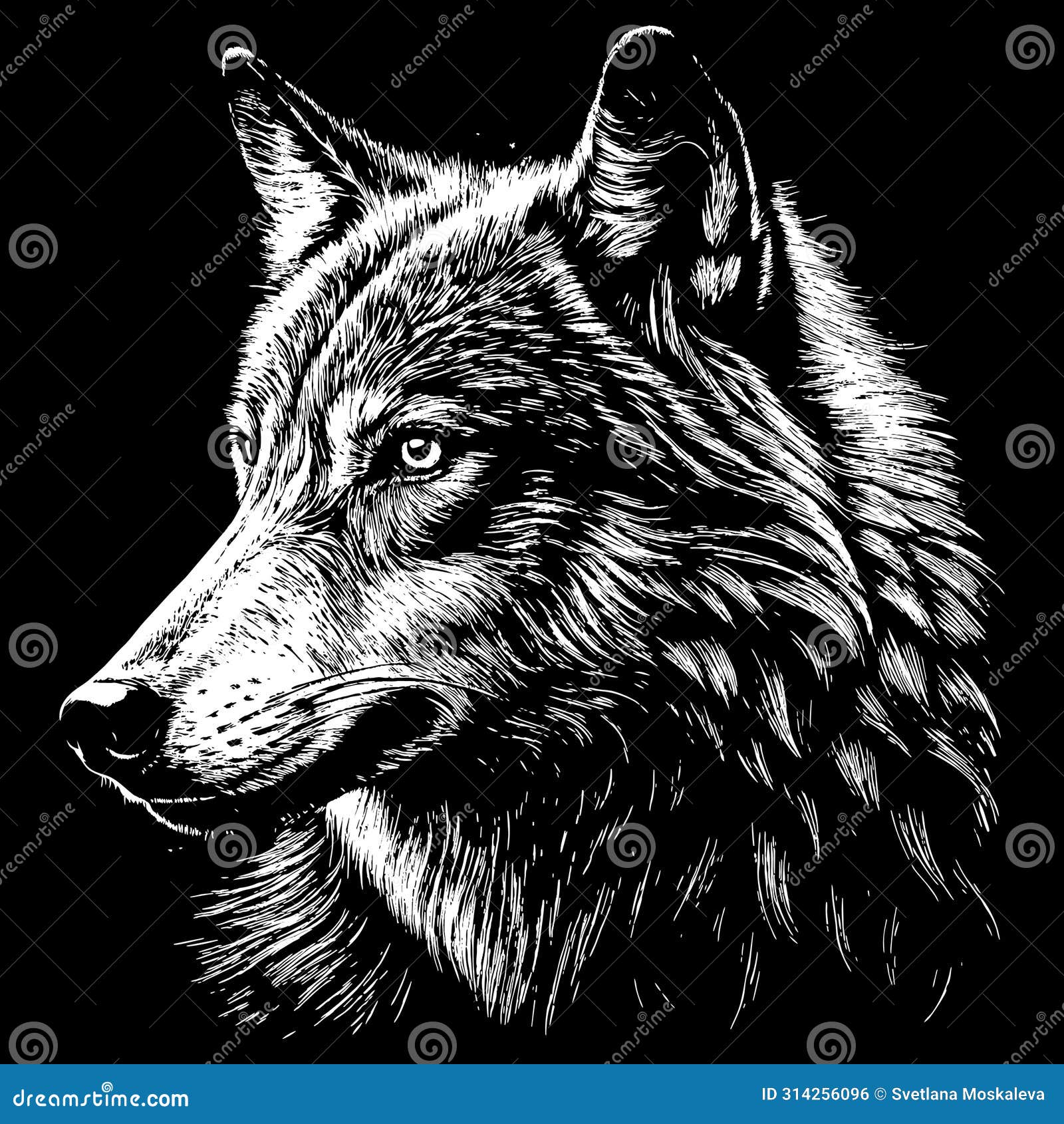 Realistic Wolf Head in Engraving Style, White Drawing on a Black ...