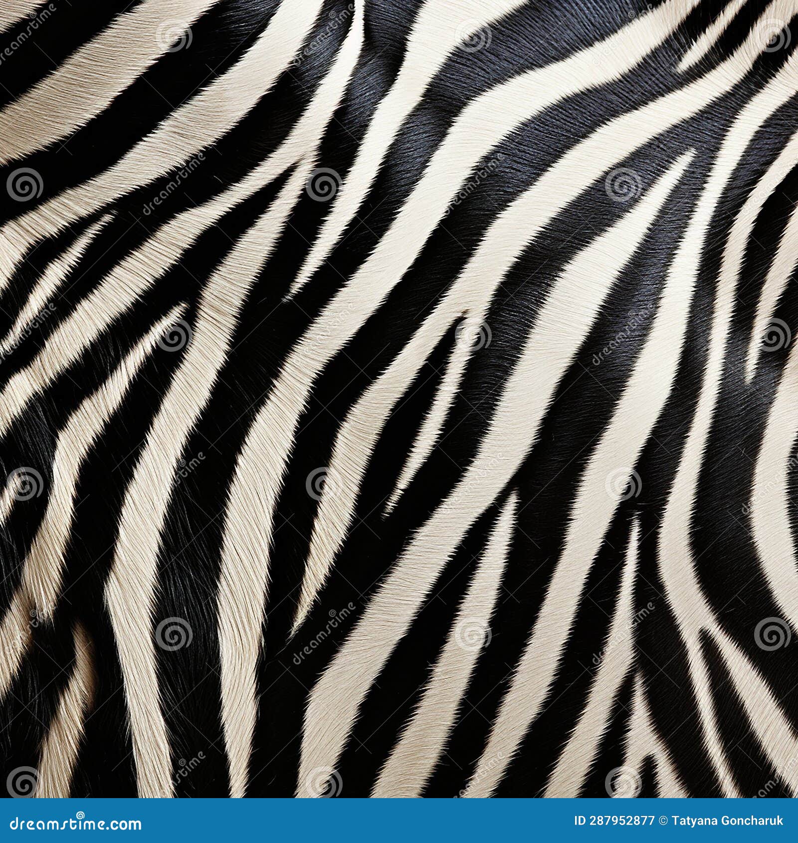 Realistic Zebra Skin Stripe Vector Border Texture. Seamless Banner ...