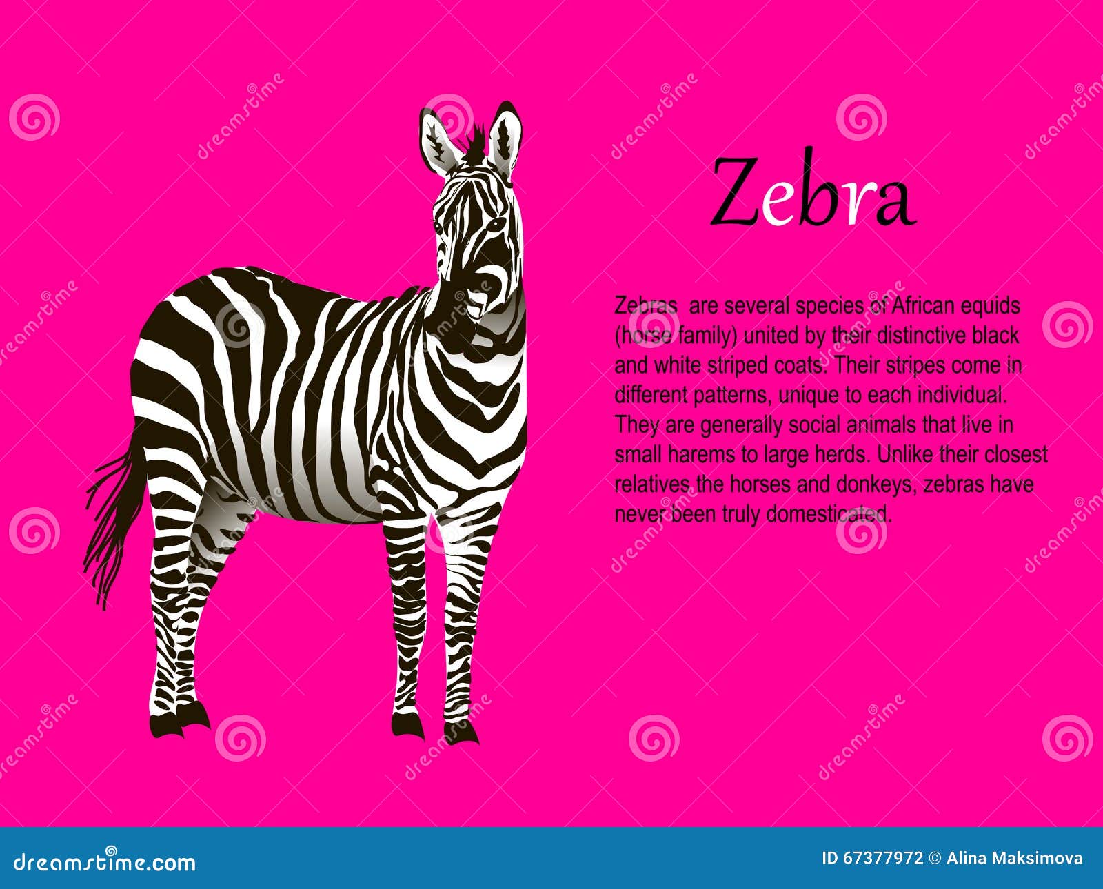 Realistic 3d Zebra Longwing Butterfly Collection On Transparent ...