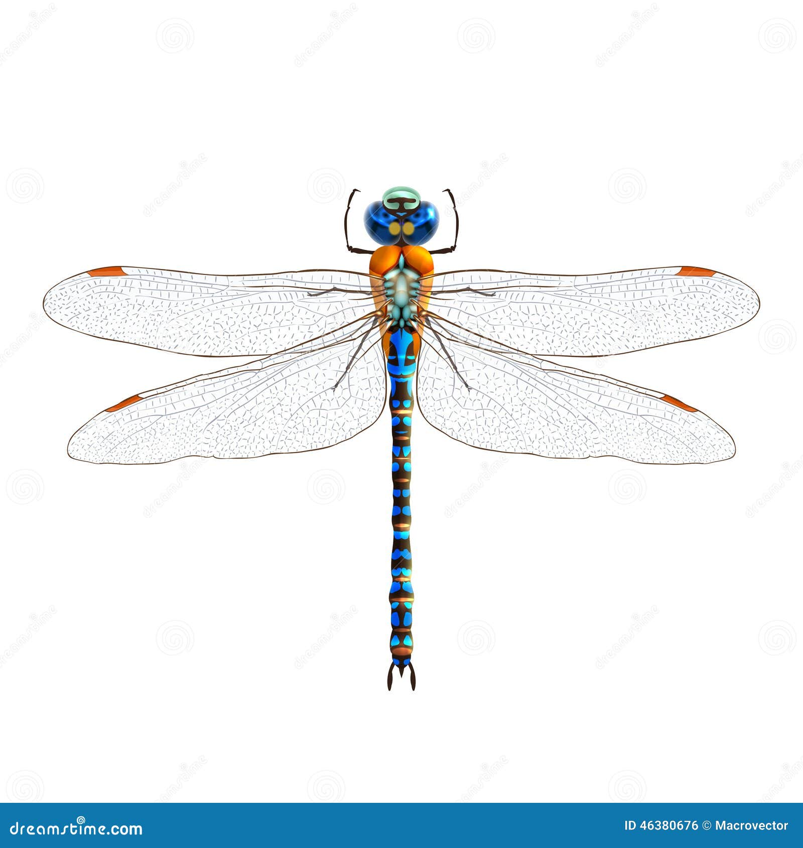 Illustrazione Della Libellula