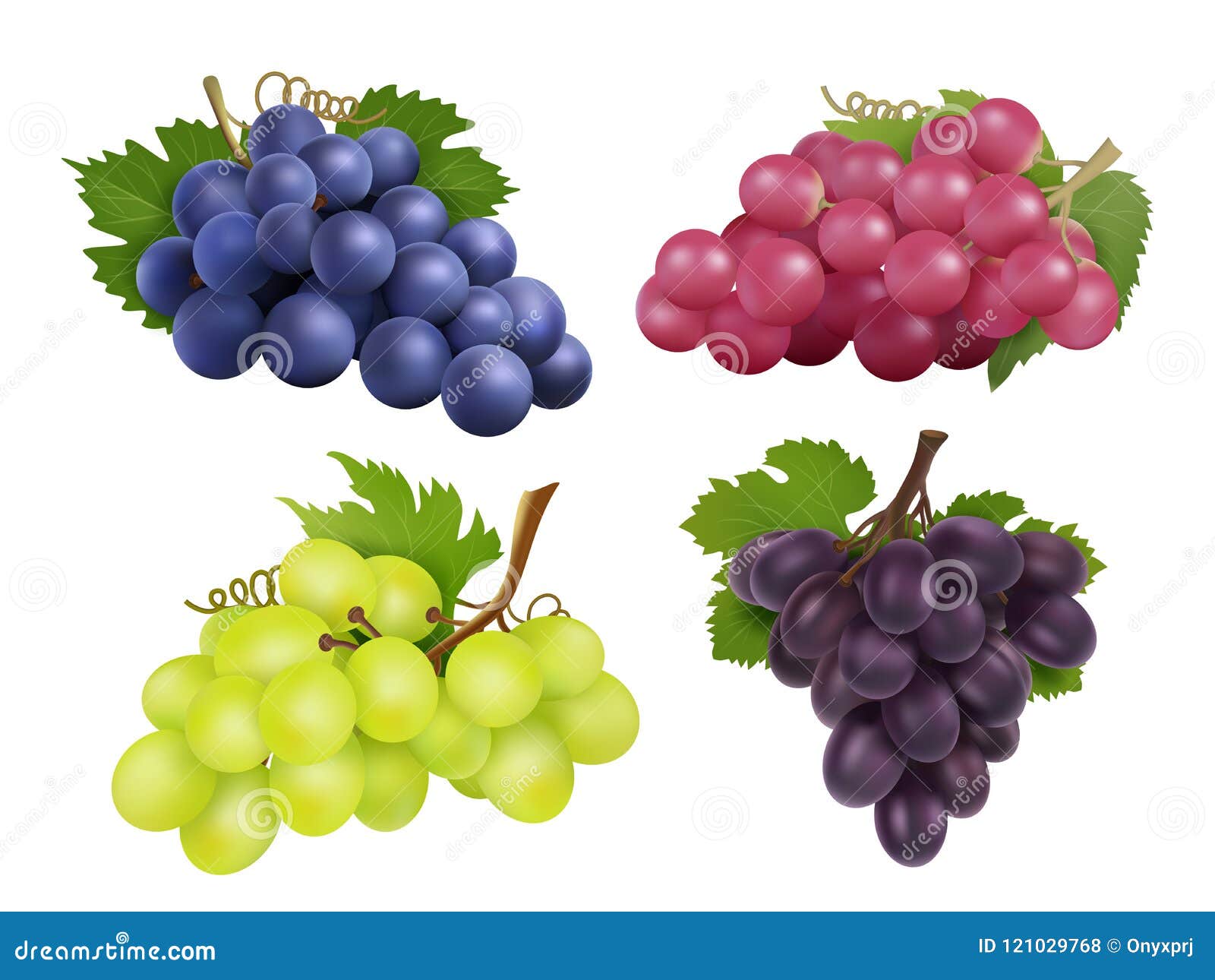 Realistische Druiven Vectorreeks Van Diverse Druivenverscheidenheid ...