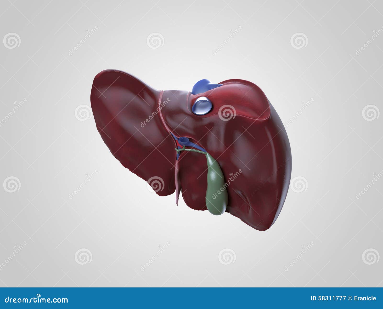Realistische Menschliche Leberillustration Stock Abbildung - Illustration von verdauungsfördernd ...