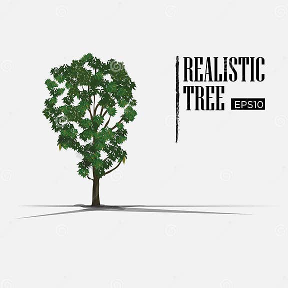 Realistischer Baum - Illustration Stock Abbildung - Illustration von ...