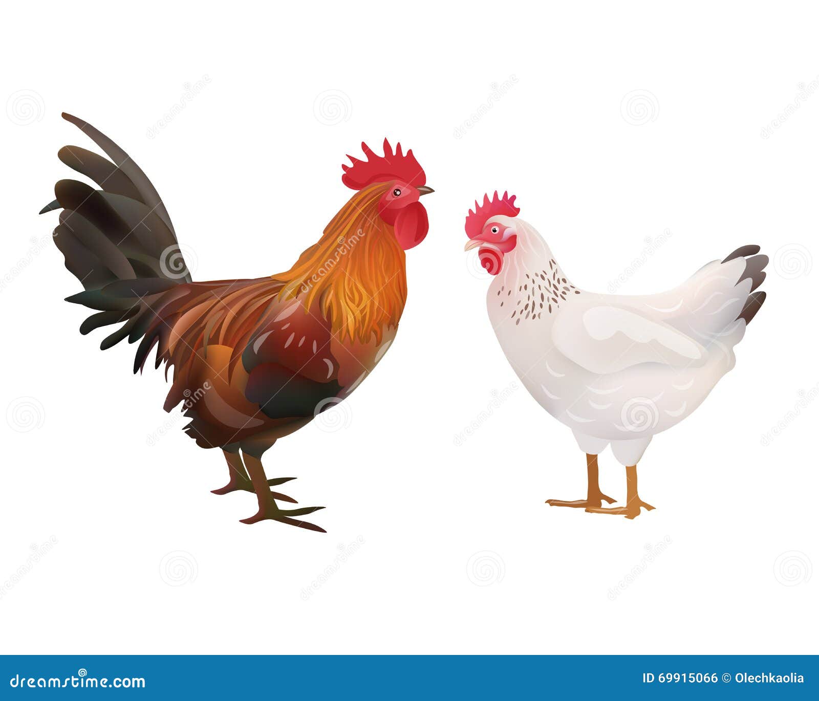 Realistischer Hahn Und Hen Picture Vektor-Illustration Oder Ikone ...