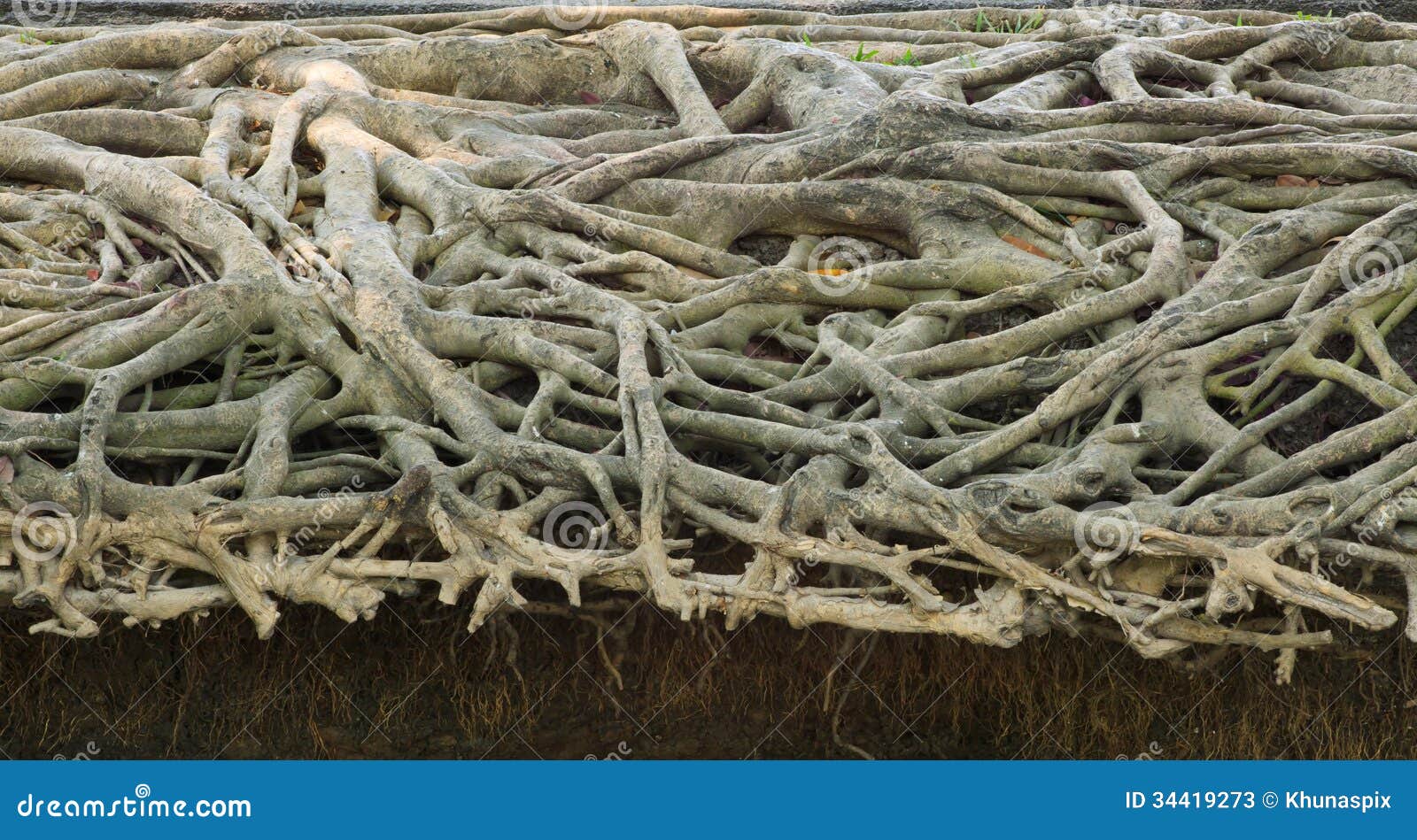 Realy Photo of Natural Form of Tree Root Stock Image - Image of ...