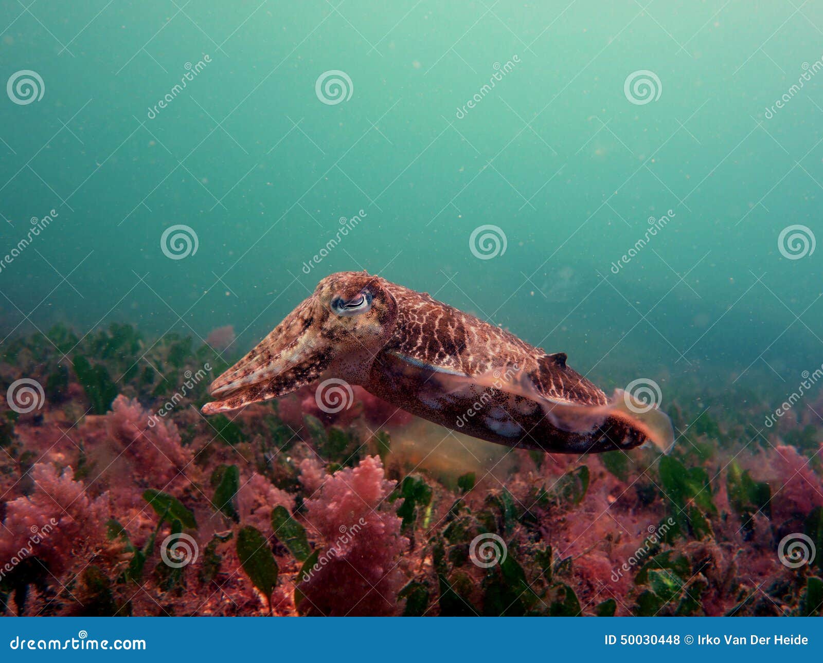 Reaper Cuttlefish stock photo. Image of mimicking, sepia - 50030448