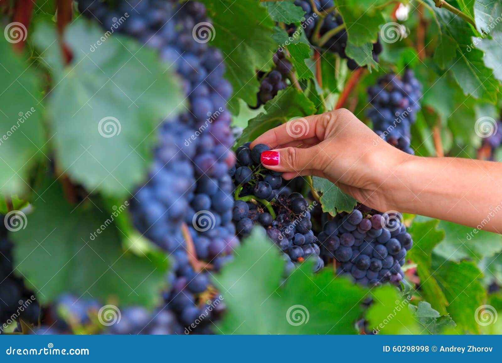 Reaping crop stock photo. Image of vineyard, reap, farm - 60298998