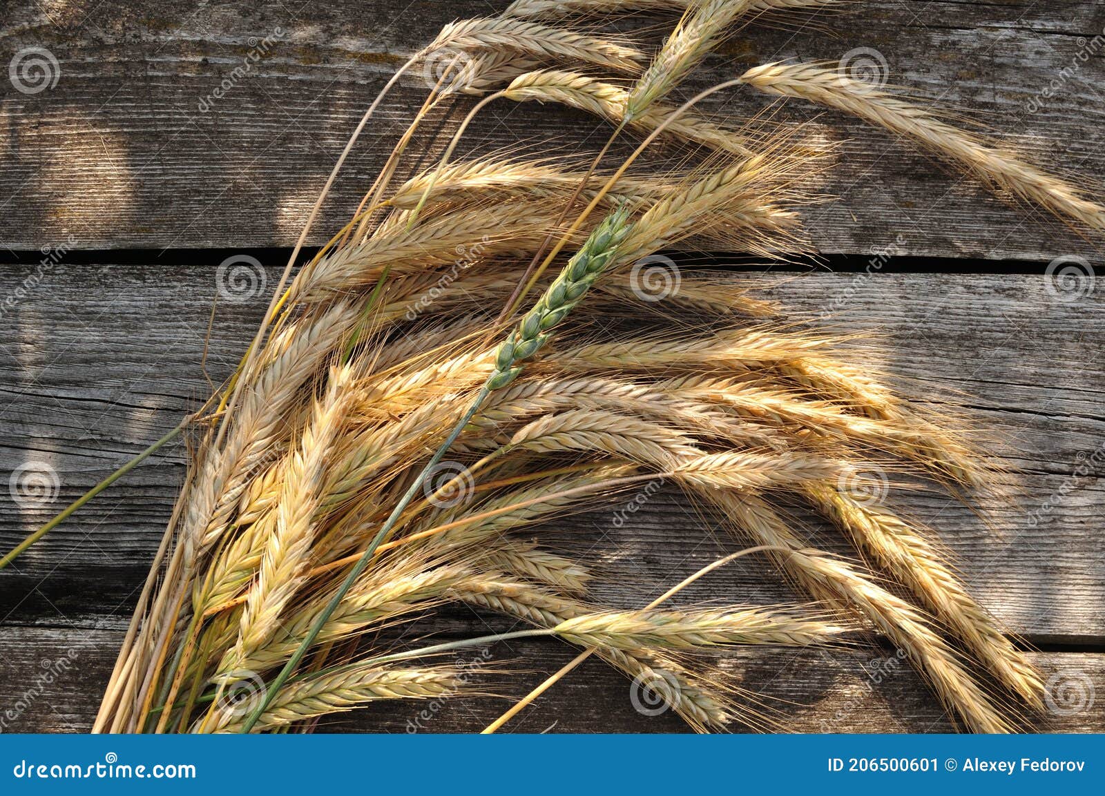 Reaping hook and harvest stock image. Image of food - 206500601