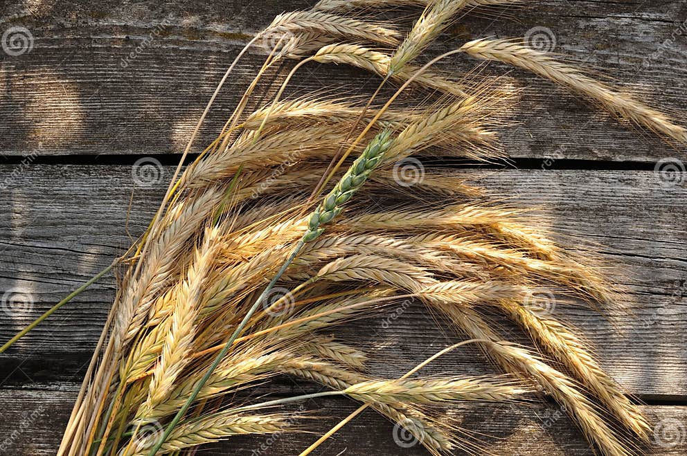 Reaping hook and harvest stock image. Image of food - 206500601
