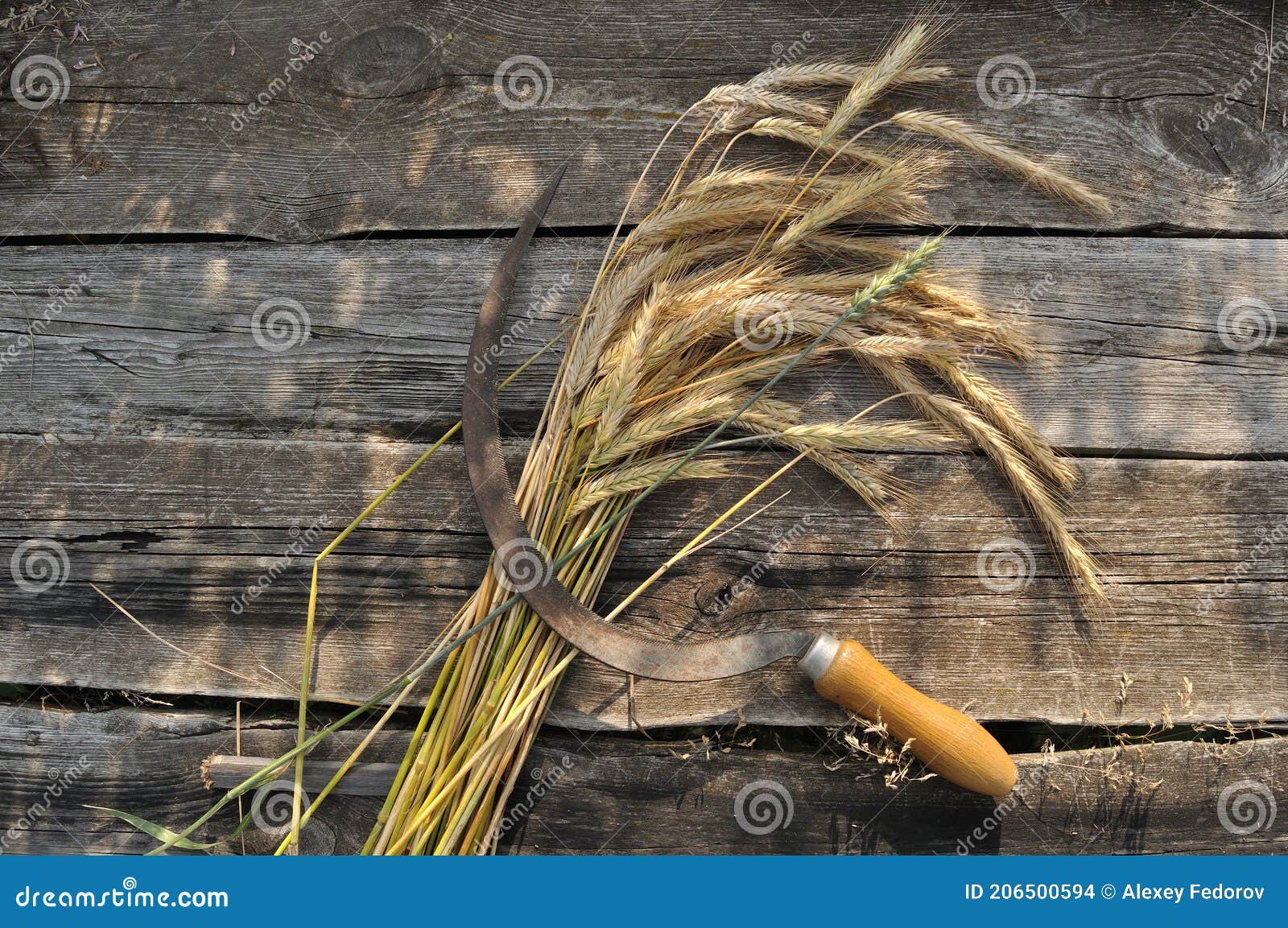 Reaping hook and harvest stock photo. Image of food - 206500594