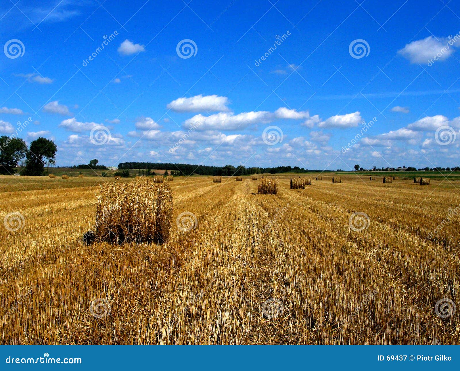 Reaping time. stock image. Image of august, corn, harvest - 69437