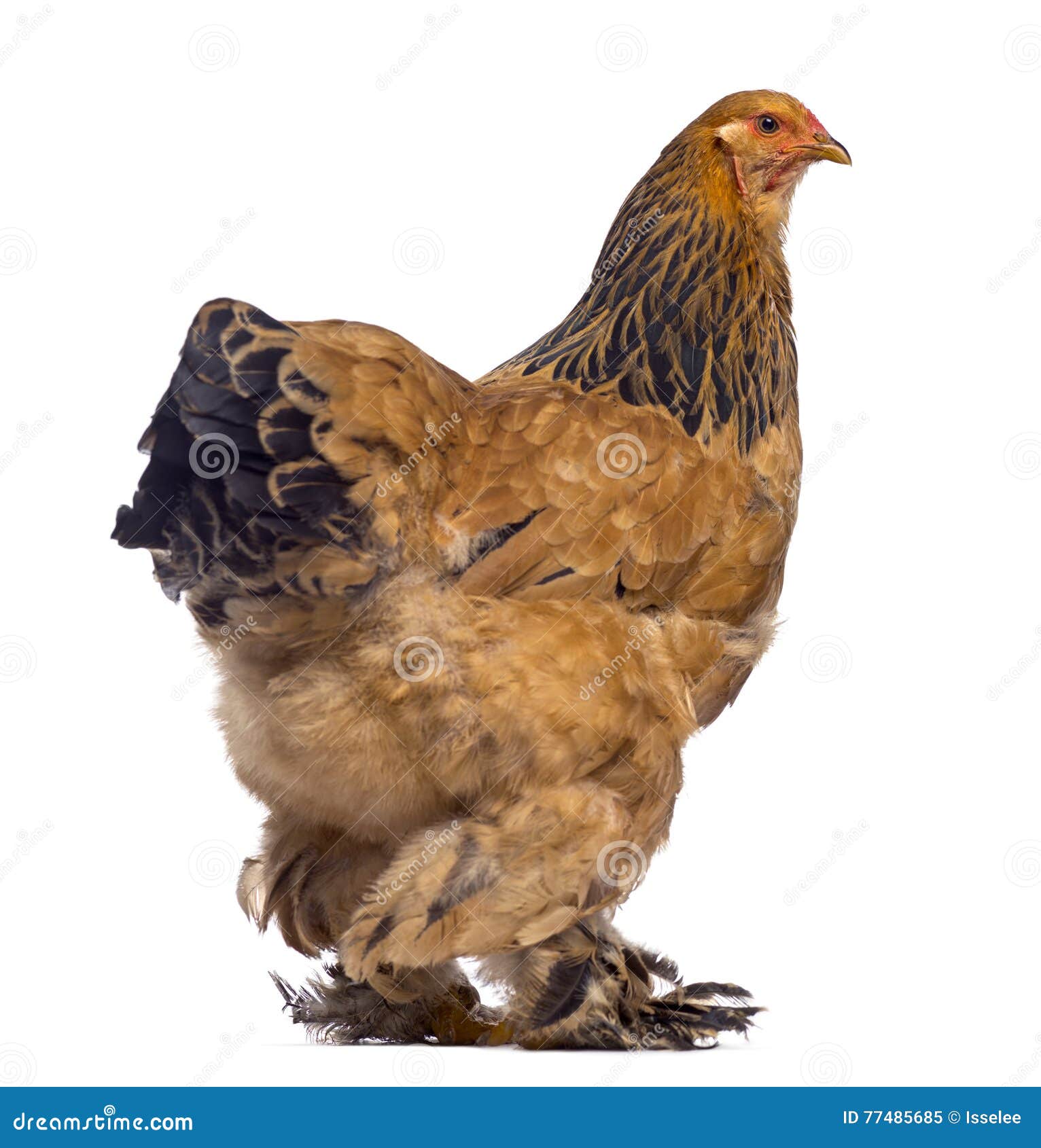 Rear of Brahma chicken stock image. Image of back, view - 77485685