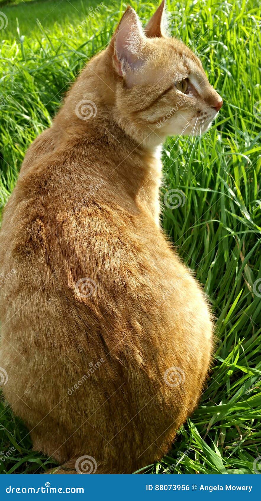 Rear cat stock photo. Image of orange, rear, sitting - 88073956